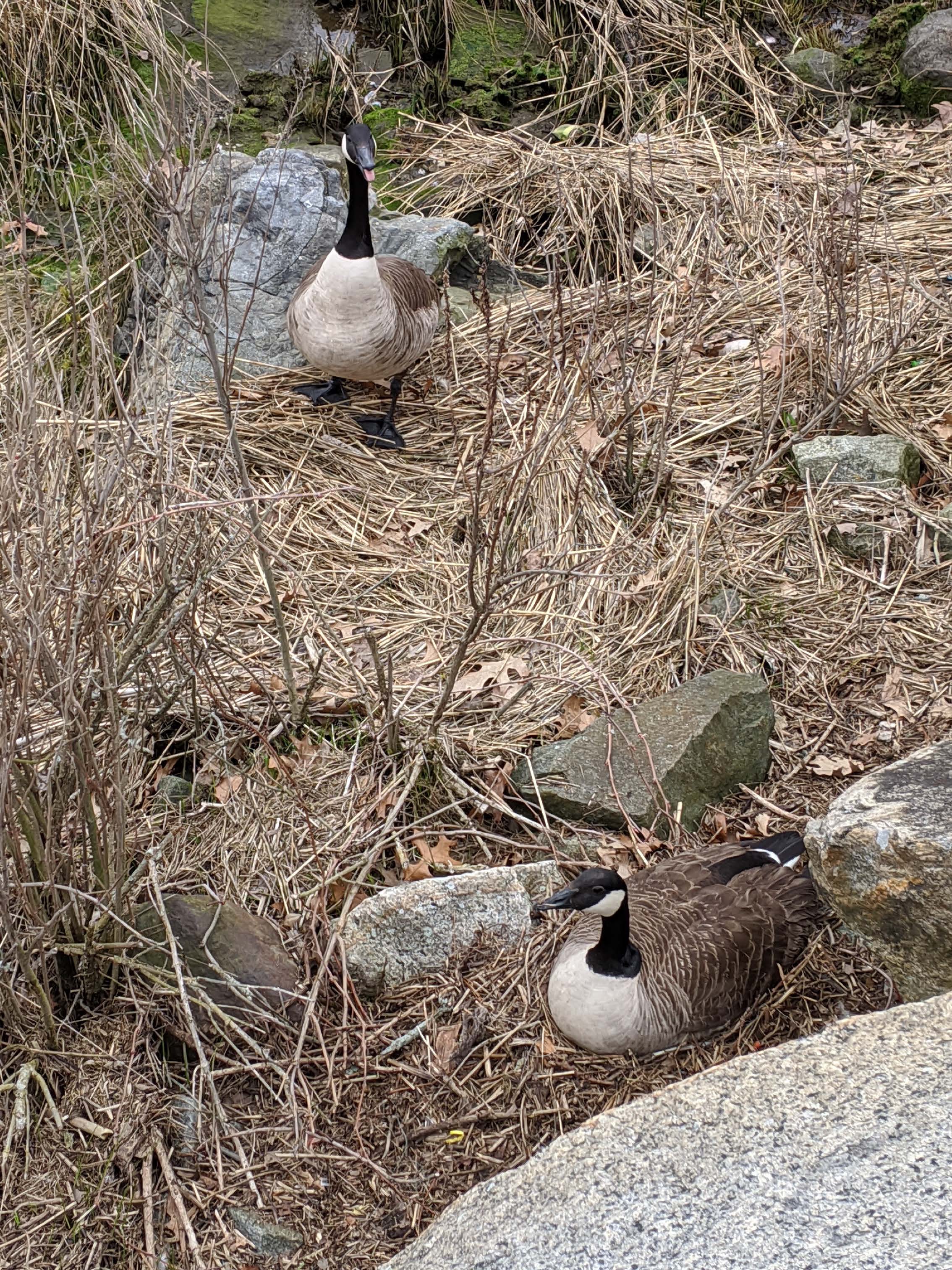 And the Breeding Season Begins! | Friends of Salter Grove