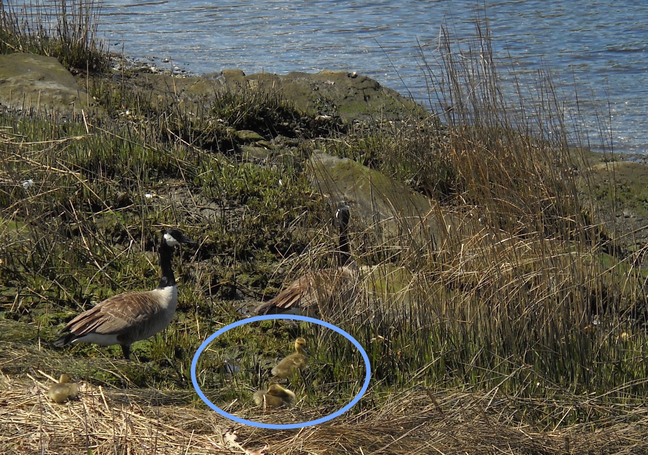 And the Breeding Season Begins! | Friends of Salter Grove