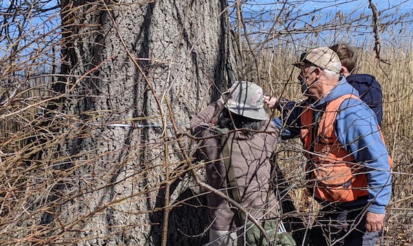 Potential Pre-Colonial Tree Relicts | Friends of Salter Grove