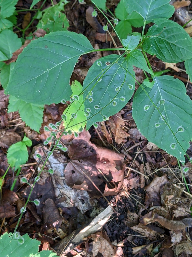 Brush Piles Are for Ecological Management | Friends of Salter Grove